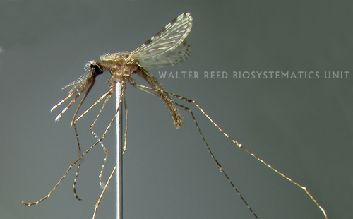 The parasite and its vectors | Scientists Against Malaria